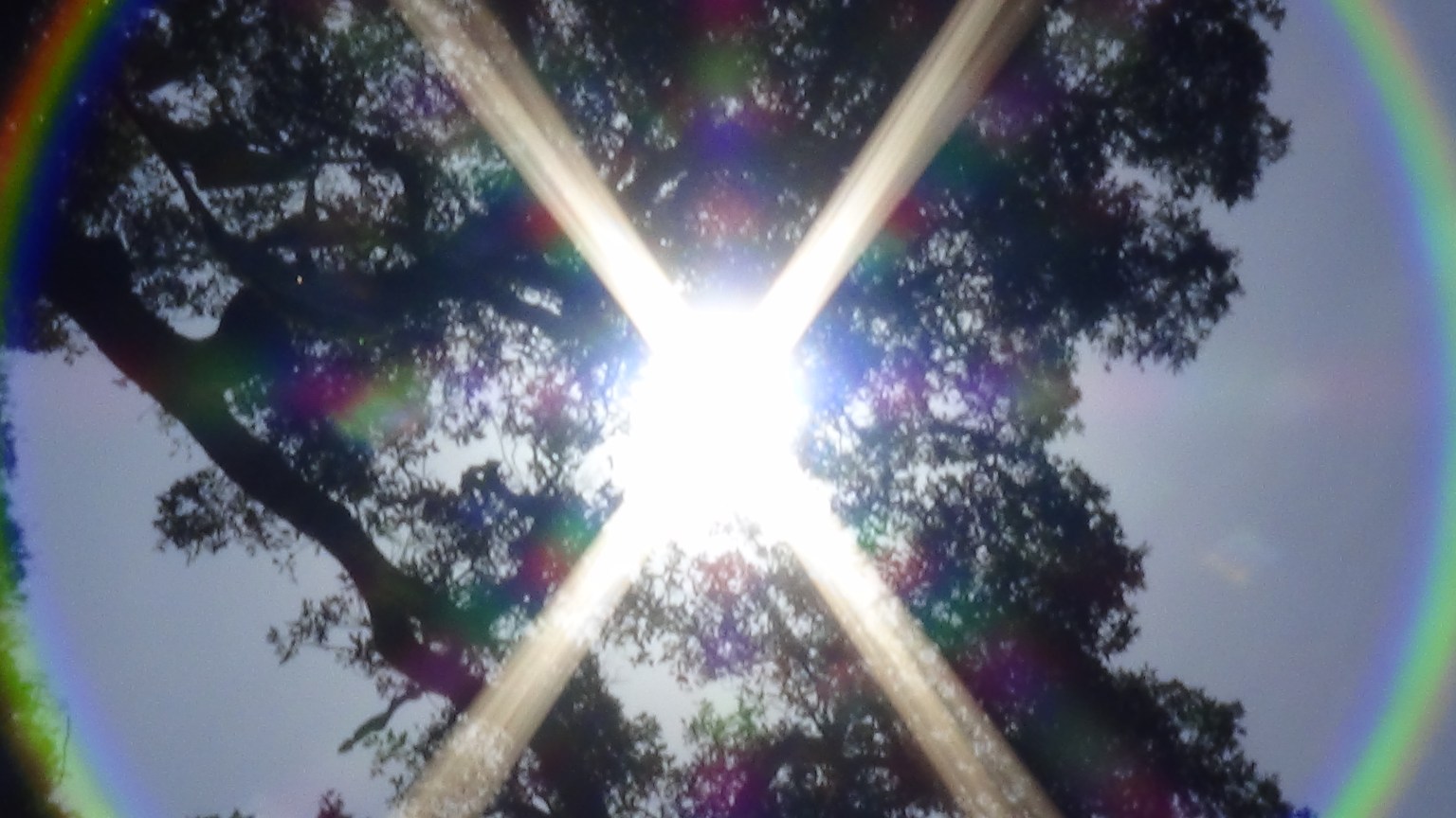 Tiny Anthologies: Devas of the Forests of Earth 13 . by Alice B ...