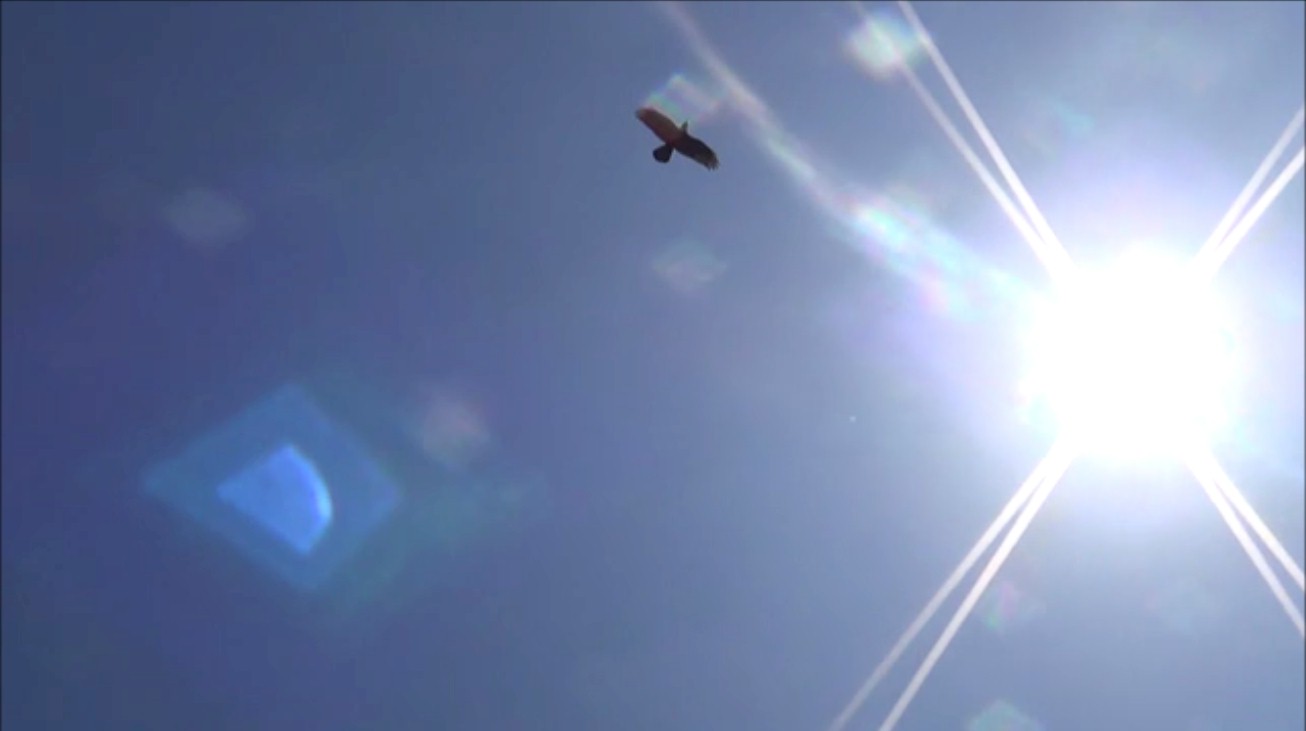 Raven Sentinels . by Alice B. Clagett - Awakening with Planet Earth