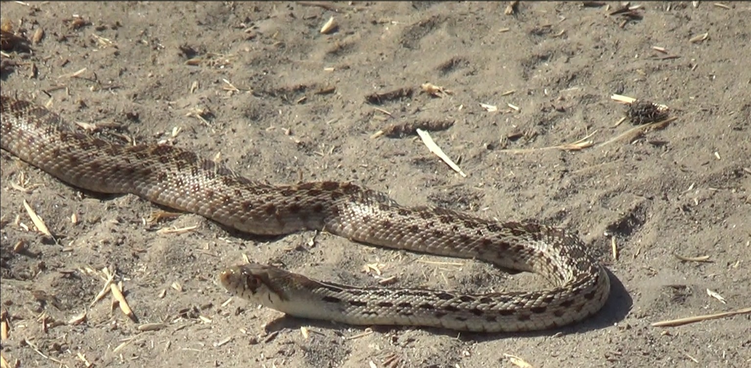 Green Finches – Baby Gopher Snake – Baby Fence Lizards! . by Alice B ...