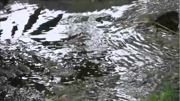 The Nature Elementals at Bell Creek Are Known as Undines (Water Nymphs ...